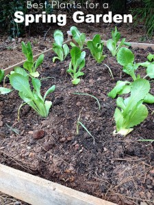 Spring Garden Vegetables to Plant NOW - Turning the Clock Back