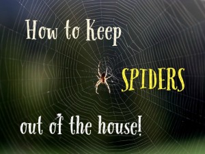How to Keep Spiders out of the House and a DIY Natural Spider Repellent