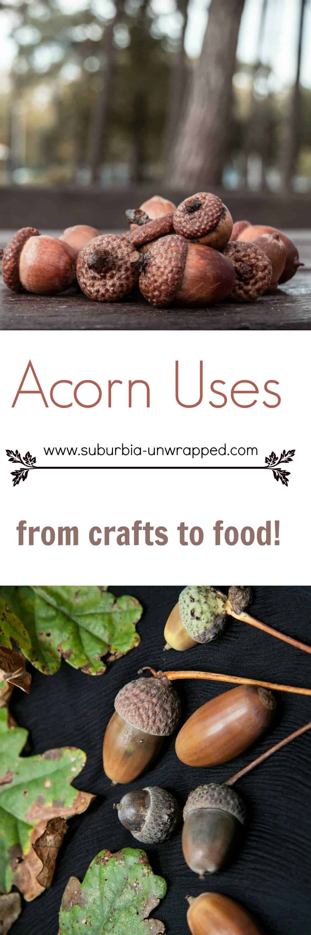 Creative Things to do With Acorns - Suburbia Unwrapped