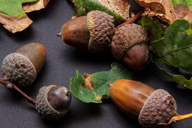 Creative Things to do With Acorns - Suburbia Unwrapped