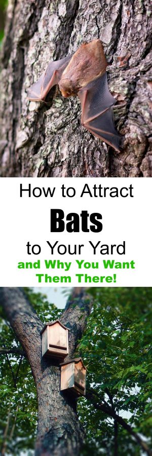 How to Attract Bats to Your Yard - Suburbia Unwrapped