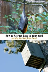 How to Attract Bats to Your Yard - Suburbia Unwrapped